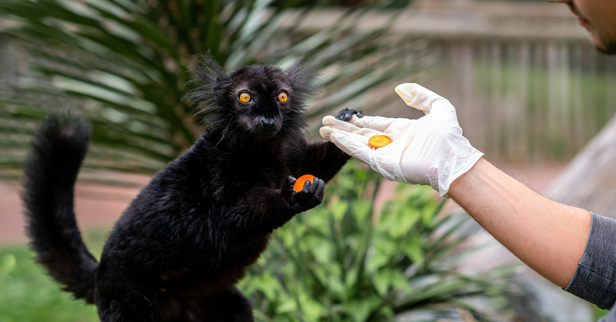 Planète Sauvage | Soigneur animalier d'un jour | Planète Sauvage